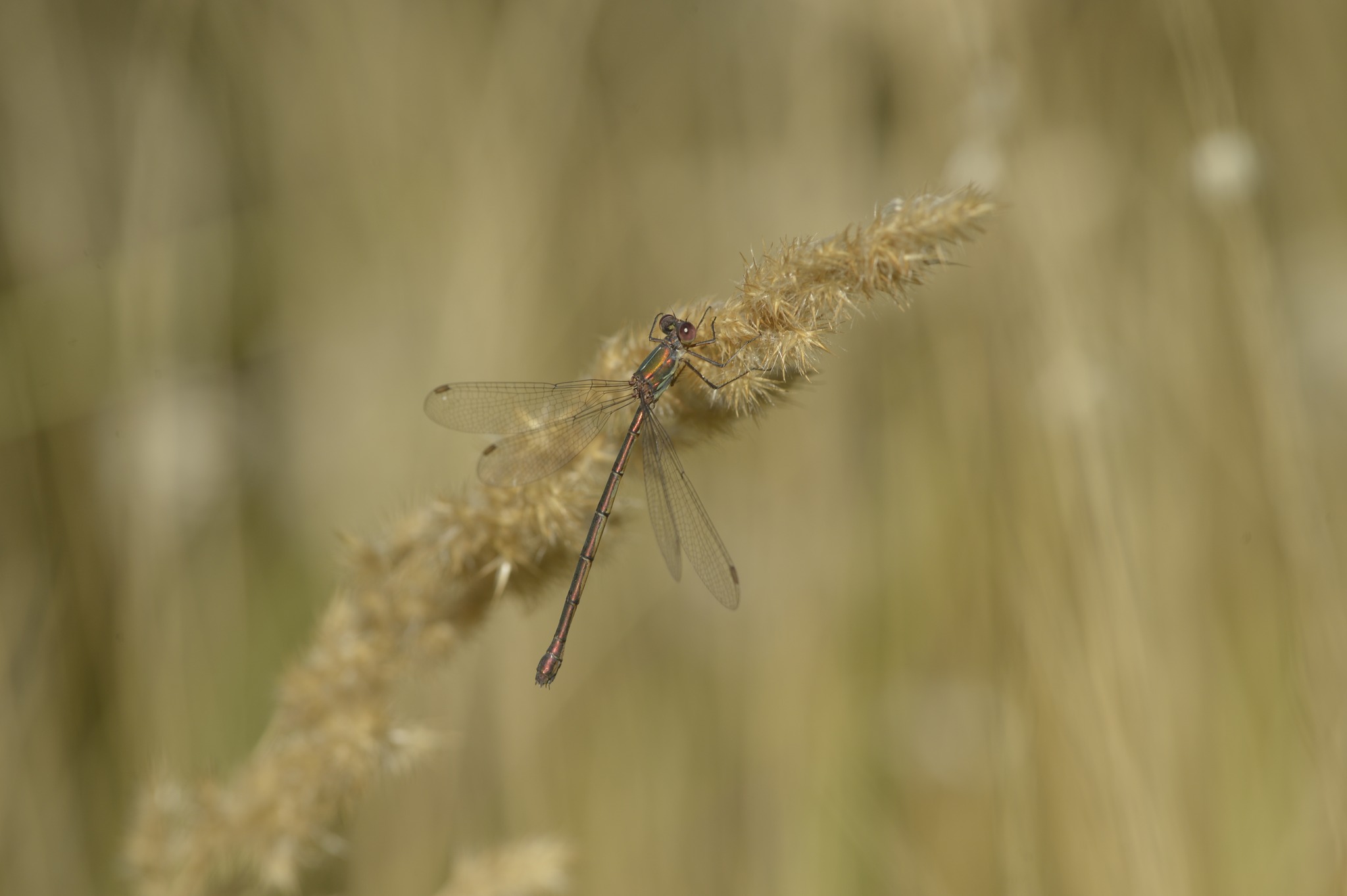 L'agenda - Groupe Mares